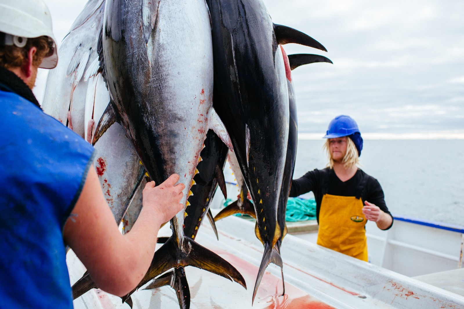A World-First for Sustainability - Australia’s Southern Bluefin Tuna ...