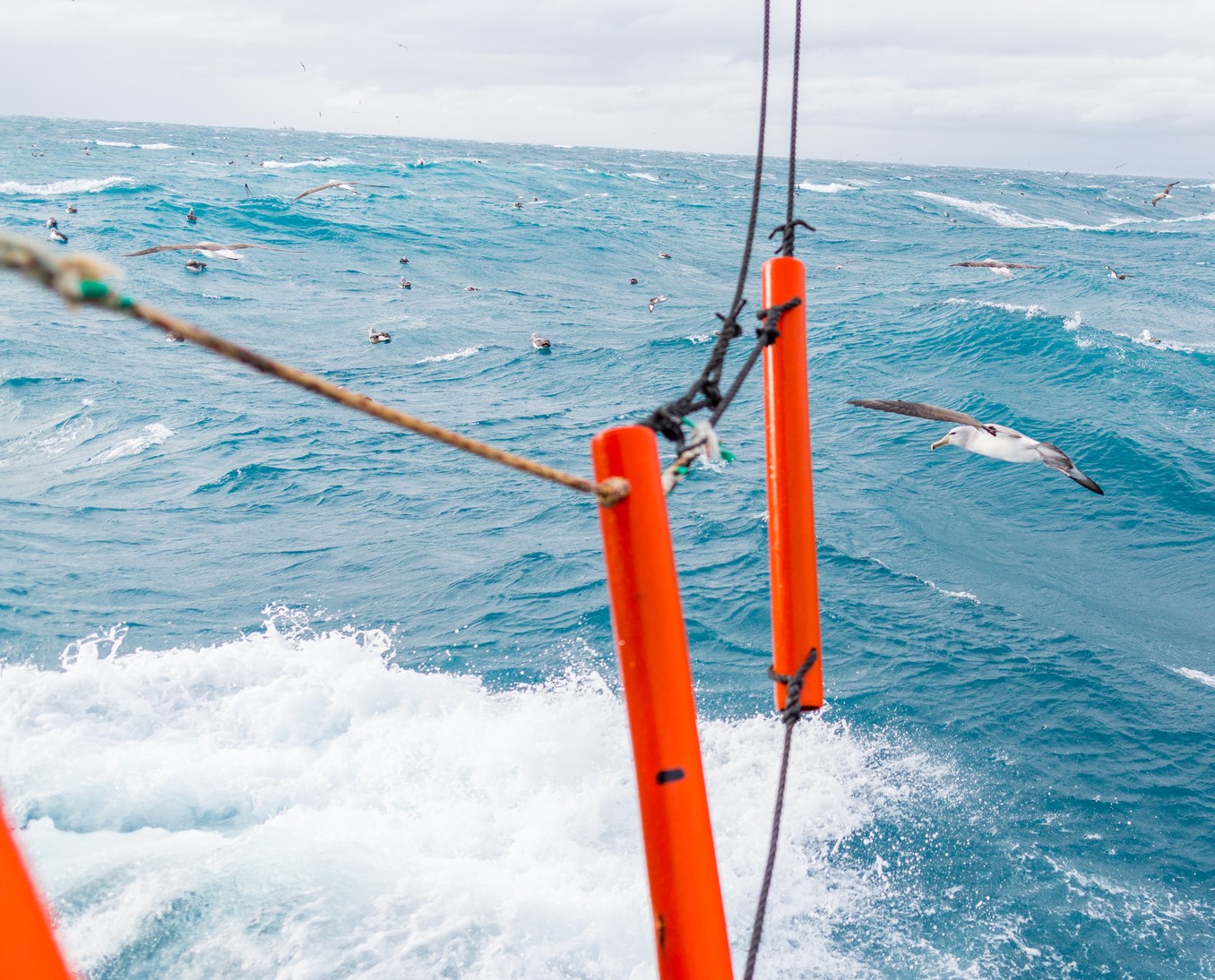 Bycatch reduction devices | Marine Stewardship Council