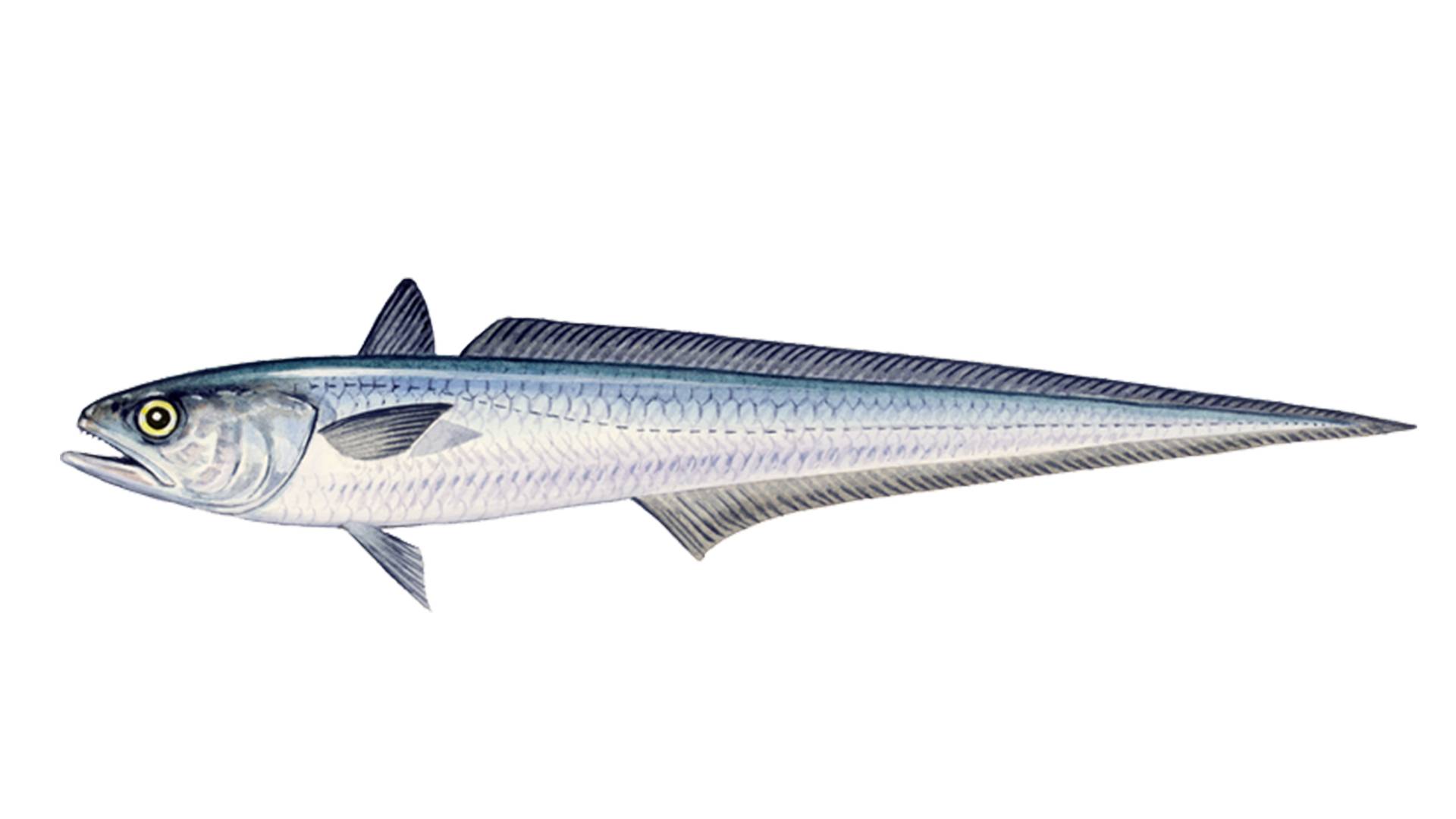 Guide to Eating Sustainable Hoki / Blue Grenadier | Marine Stewardship ...