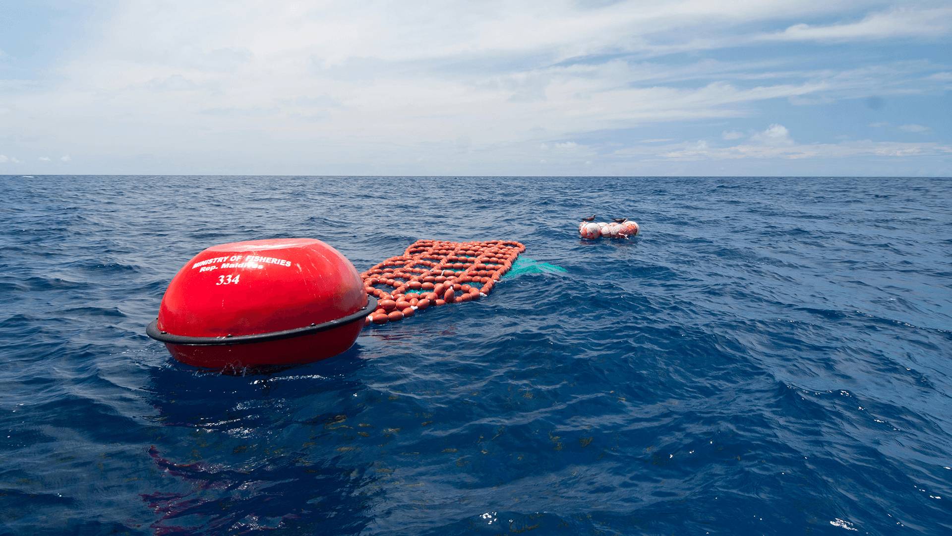 What is 'FAD free tuna' | Marine Stewardship Council