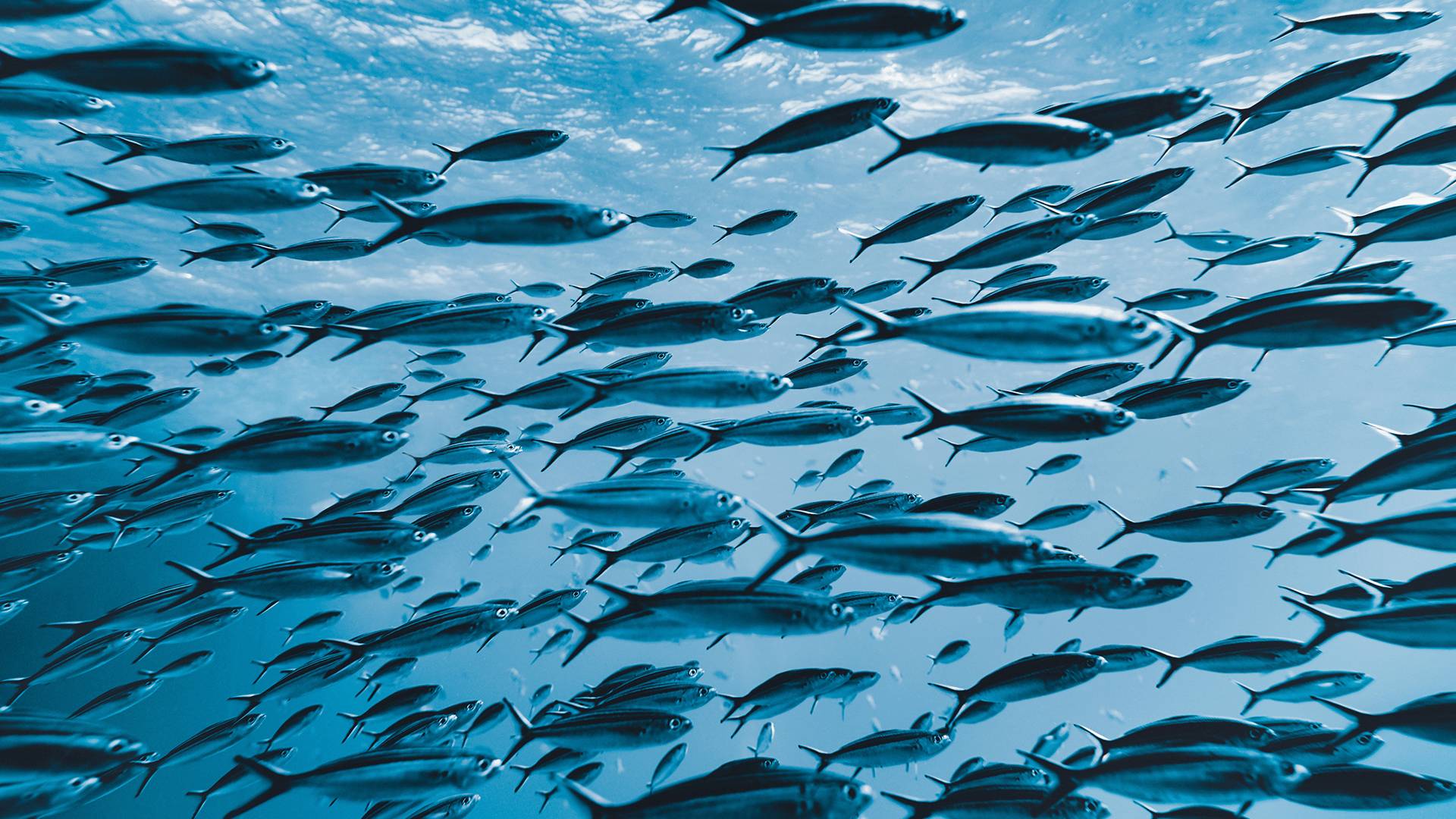 Fish Forever | Marine Stewardship Council