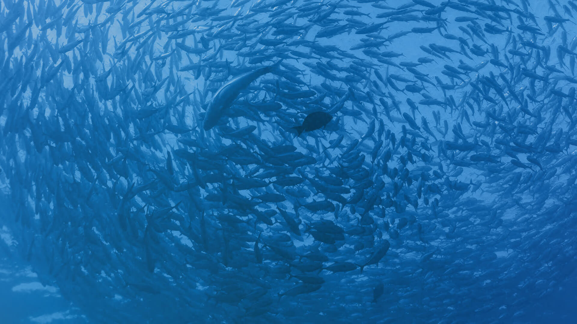 Student research resources | Marine Stewardship Council