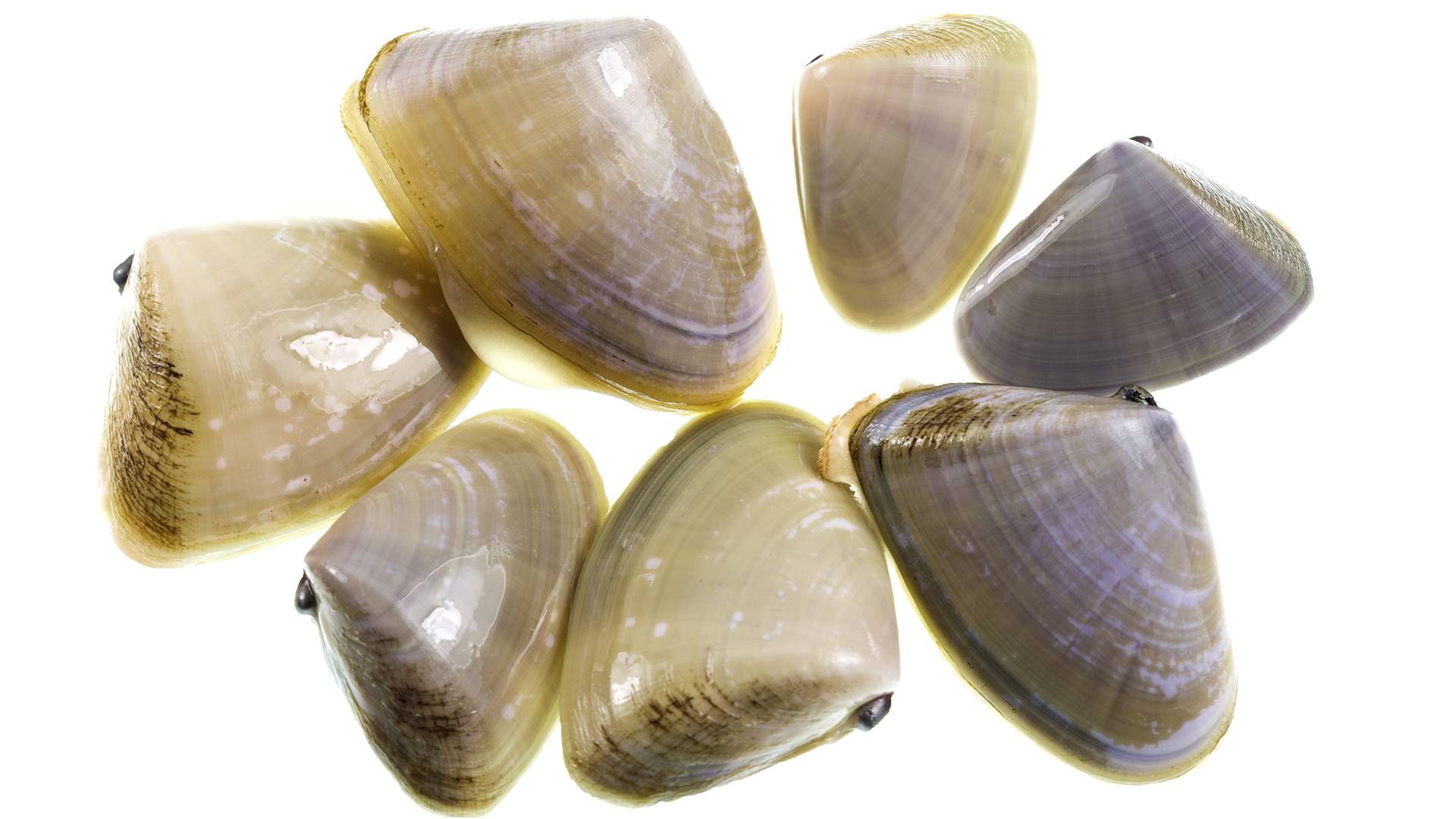 Guide to Eating Sustainable Pipis | Marine Stewardship Council