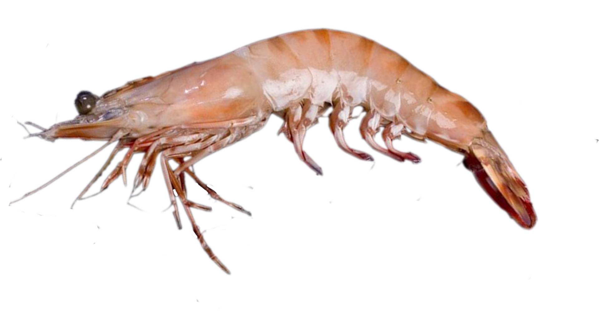 Guide to Eating Sustainable Prawns | Marine Stewardship Council