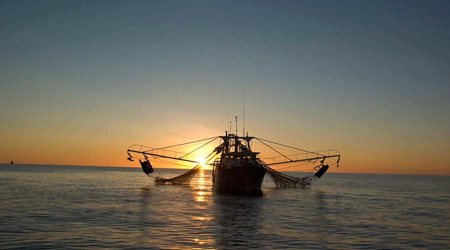 Five things you need to know about Exmouth Gulf and Shark Bay prawns ...