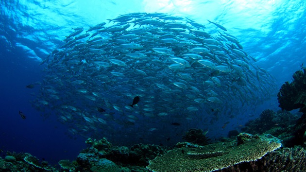 End overfishing | Marine Stewardship Council