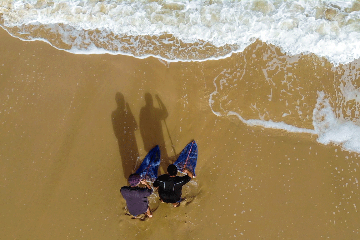 Blue fish tick has been the key driver of sustainable fishing in ...