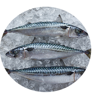 Guide to Eating Sustainable Mackerel icefish | Marine Stewardship Council