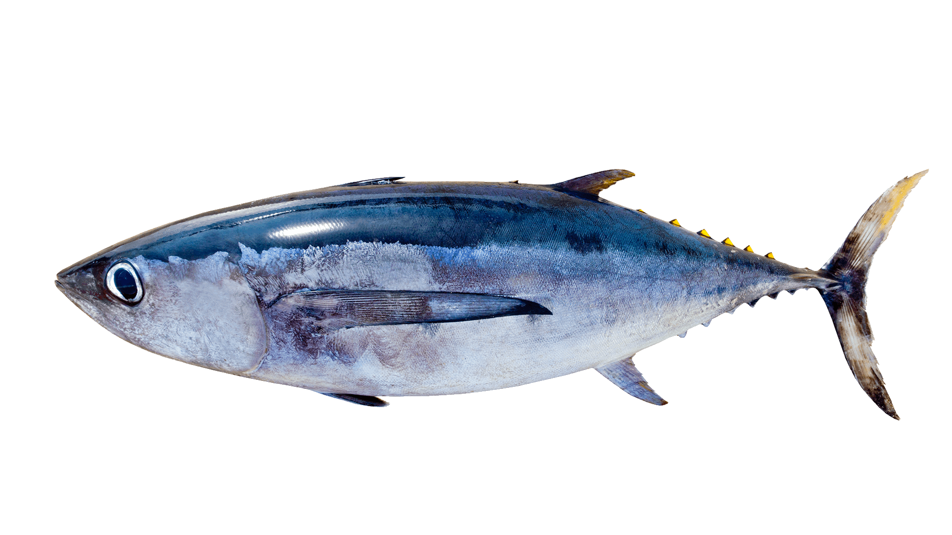 Sustainable tuna to eat guide | Marine Stewardship Council