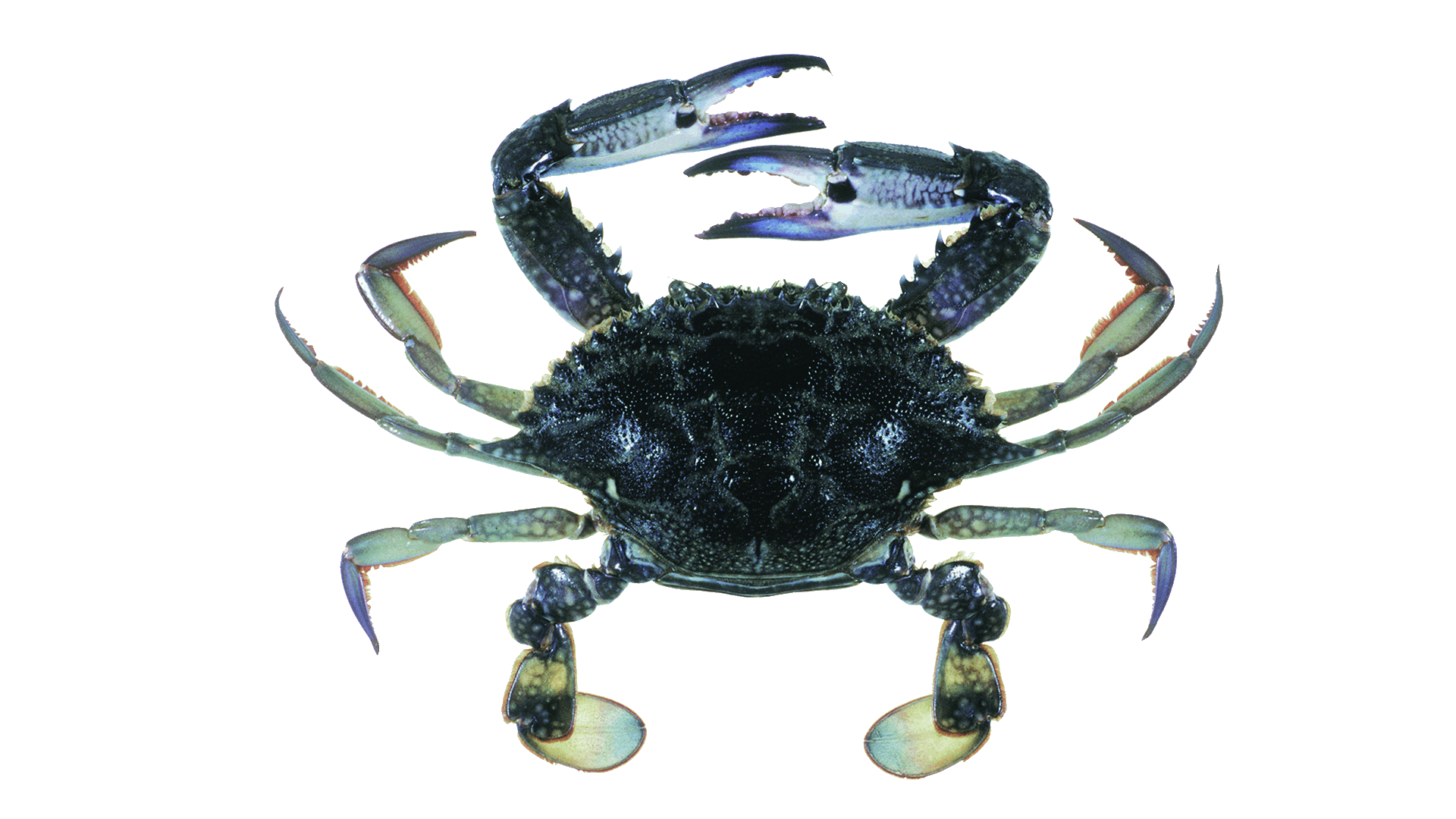 Guide to Eating Sustainable Crab | Marine Stewardship Council