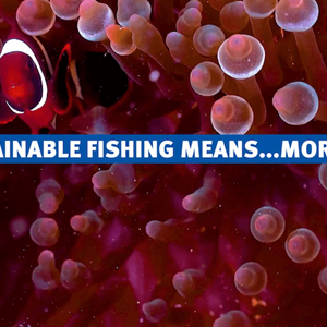 Sustainable Fishing Means More... | Marine Stewardship Council