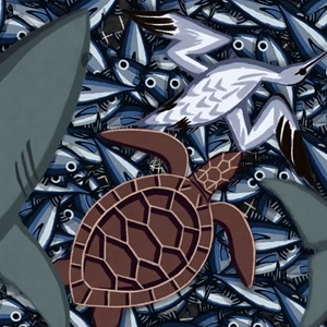 Kahoot! quizzes for New Zealand learners | Marine Stewardship Council