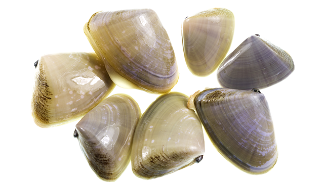 Wild South Australian pipis with saffron butter | Marine Stewardship ...