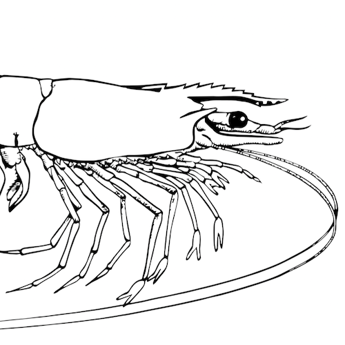 Fish and Kids | Marine Stewardship Council