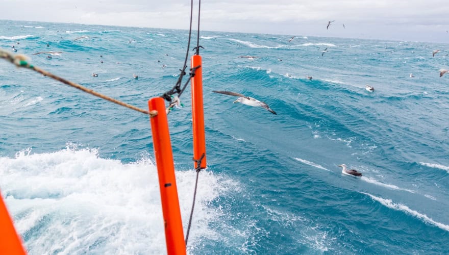The New Zealand Hoki Story | Marine Stewardship Council