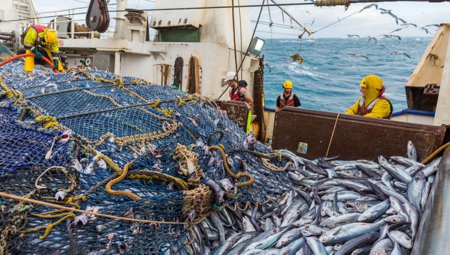 The New Zealand Hoki Story | Marine Stewardship Council