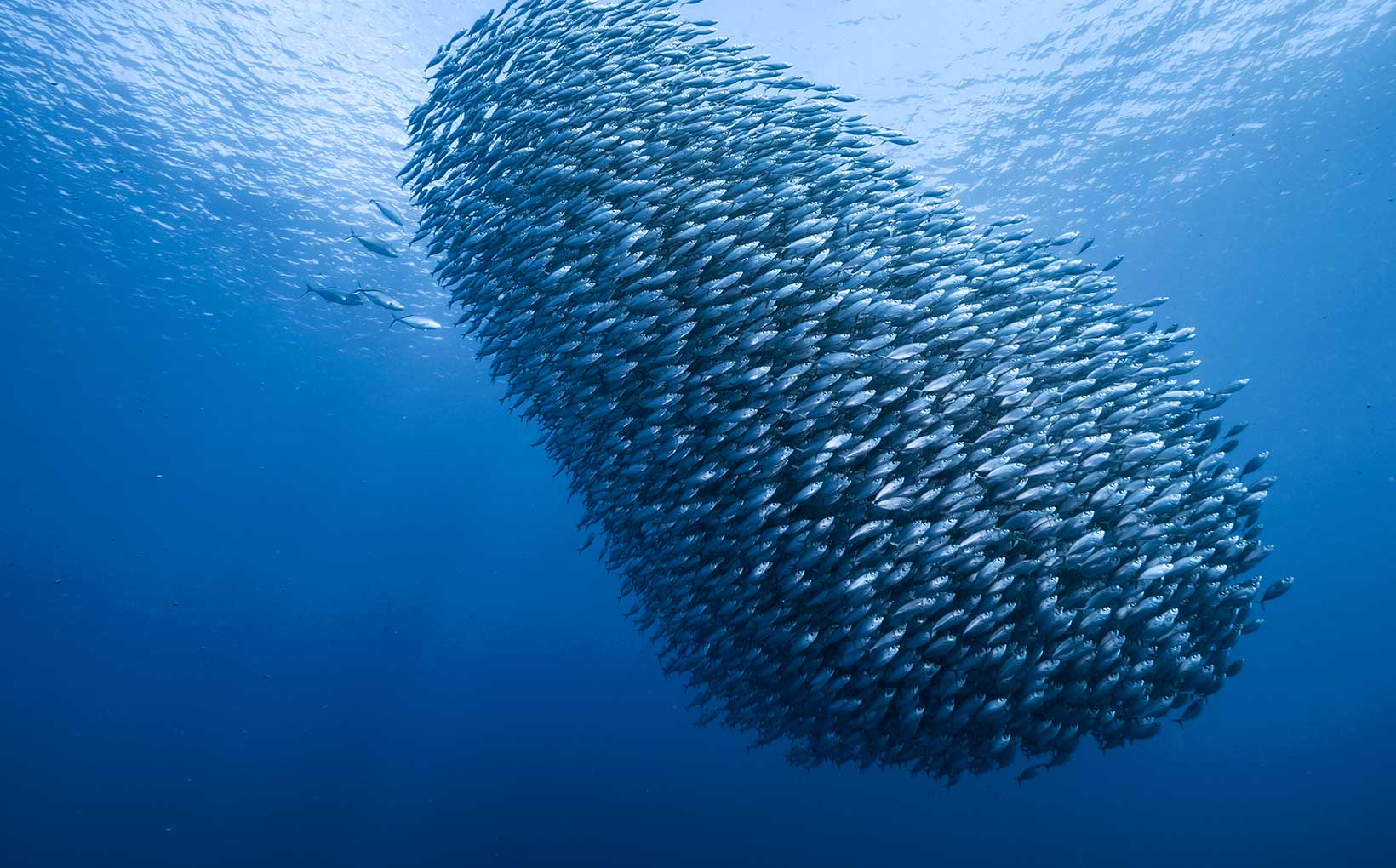 Sustainable Fishing Means More | Marine Stewardship Council