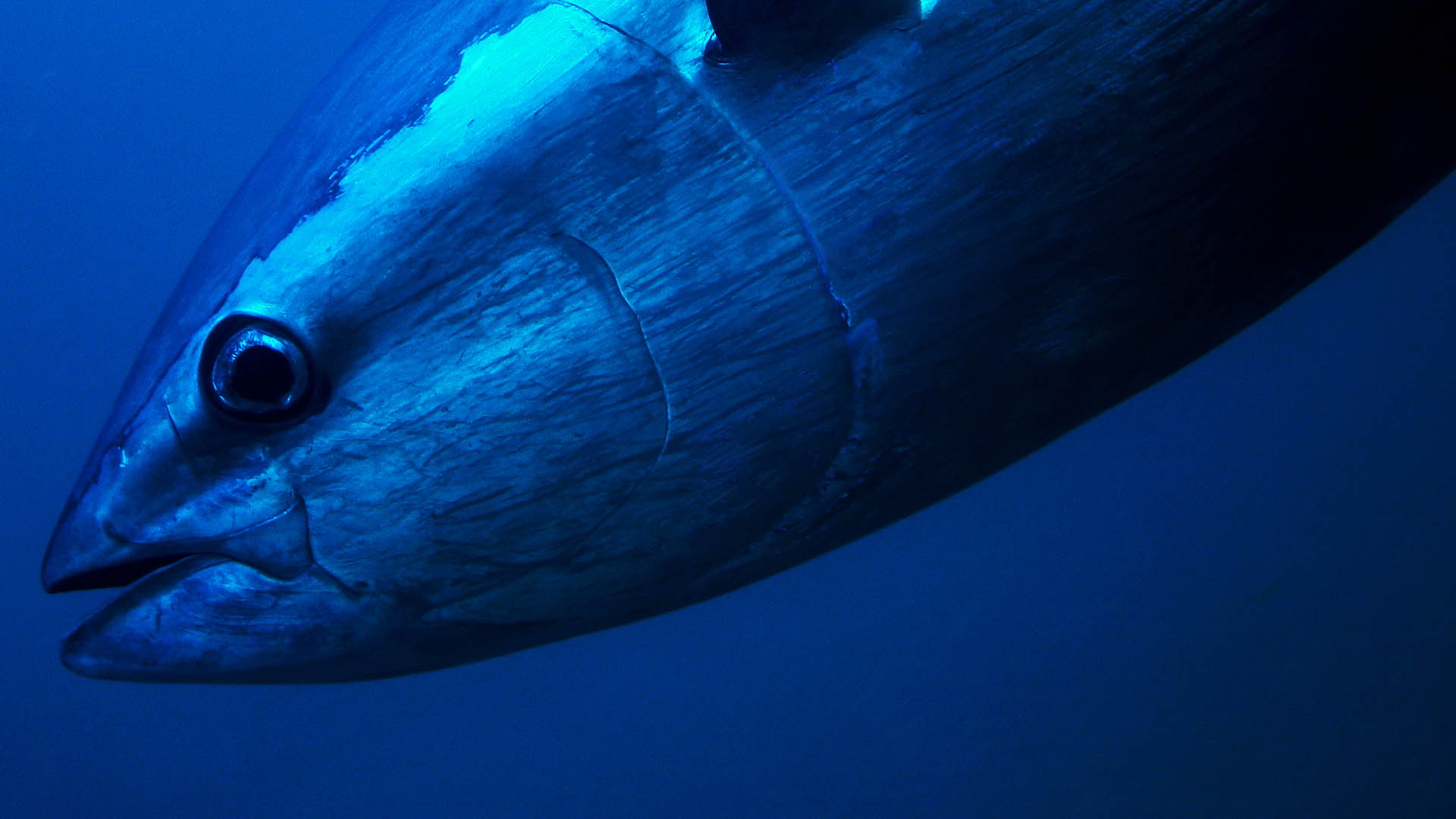 Conservons le thon | Marine Stewardship Council