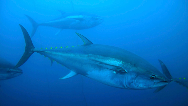 Dossier Tonijn | Marine Stewardship Council