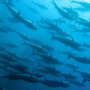 Meer weten over Tonijn | Marine Stewardship Council | Marine ...