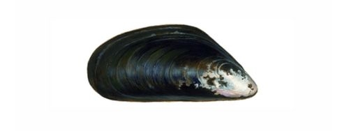 Mossel | Marine Stewardship Council