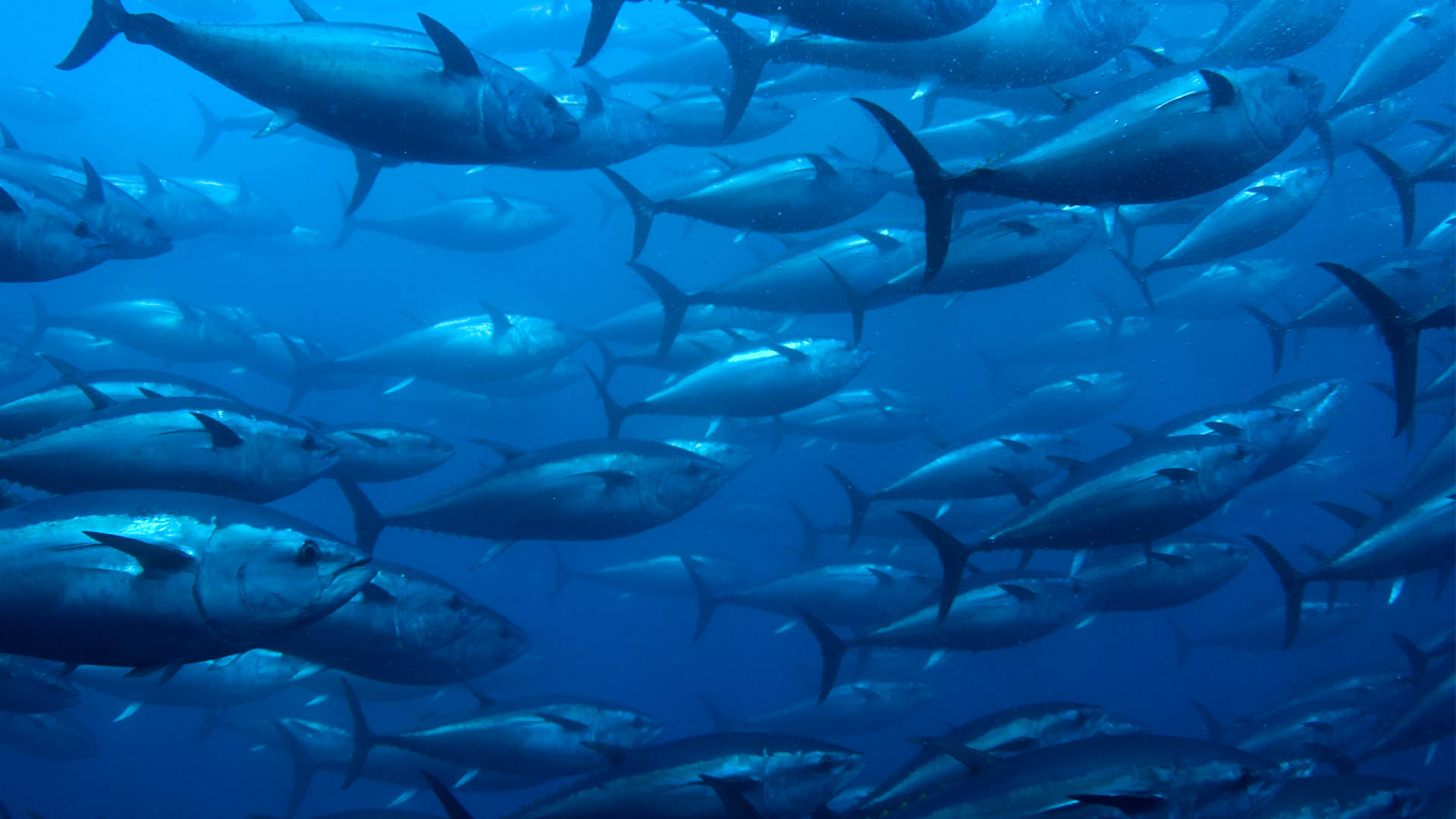 Meer weten over Tonijn | Marine Stewardship Council | Marine ...