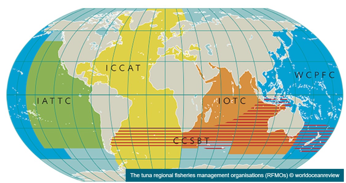 Wie geht es dem Thunfisch | Marine Stewardship Council