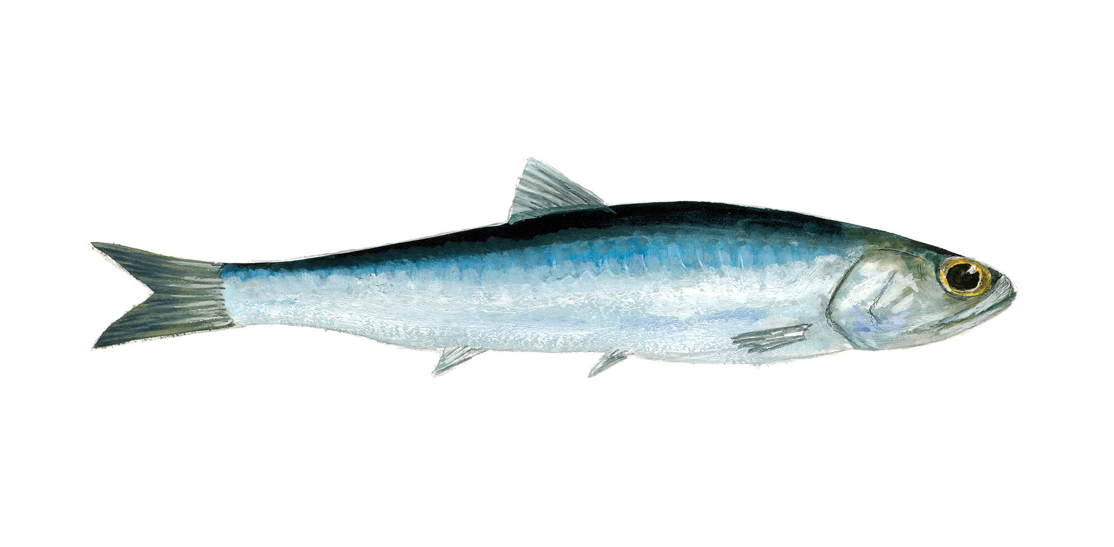 Sardelle | Fisch-ABC | Marine Stewardship Council