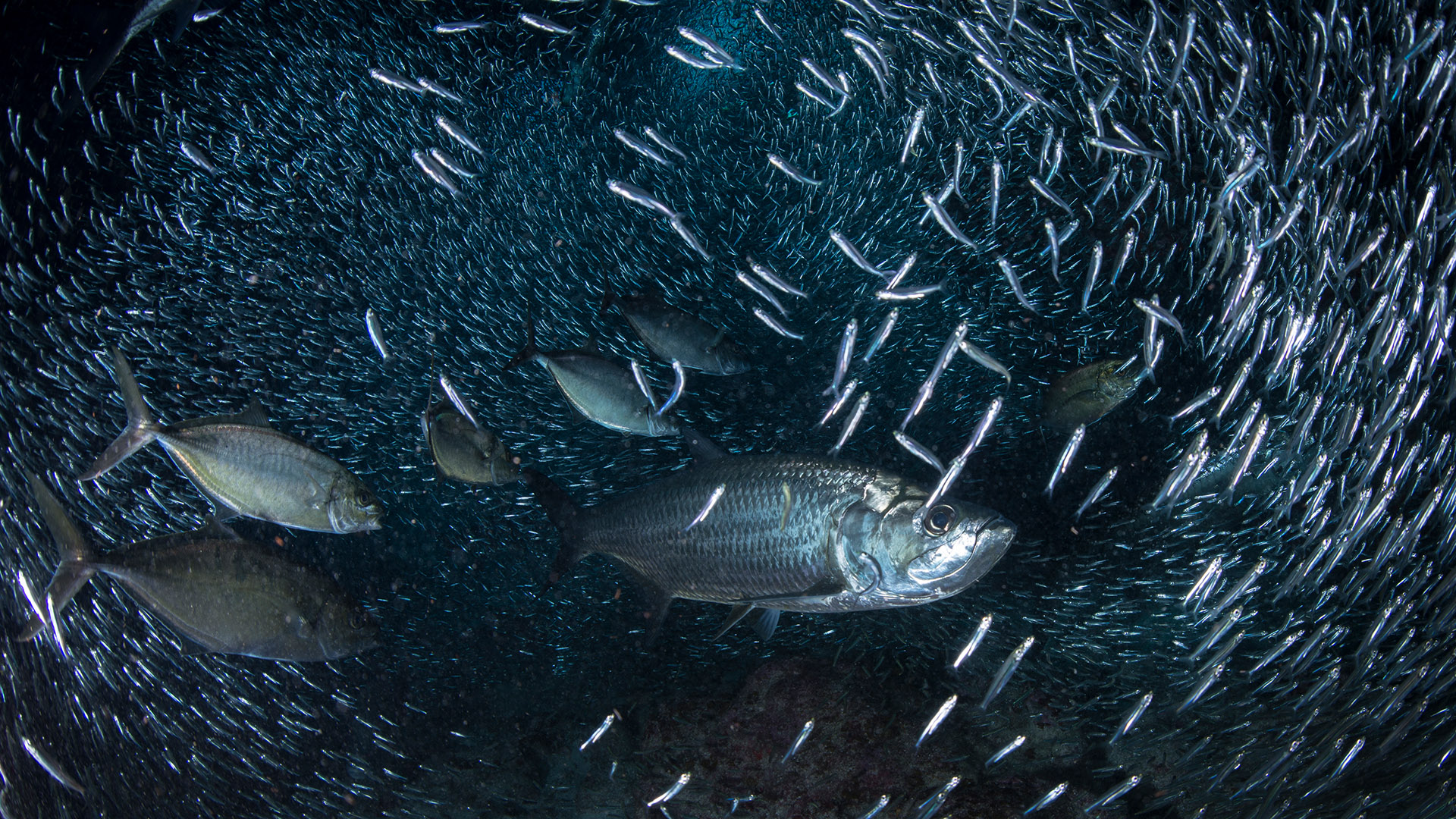 Fisch-ABC | Marine Stewardship Council