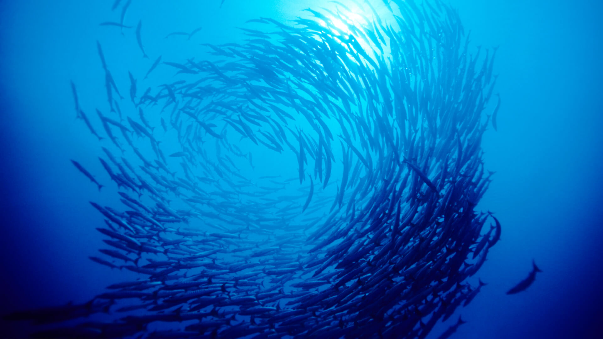 Que signifie le label MSC sur un produit de la mer ? | Marine ...