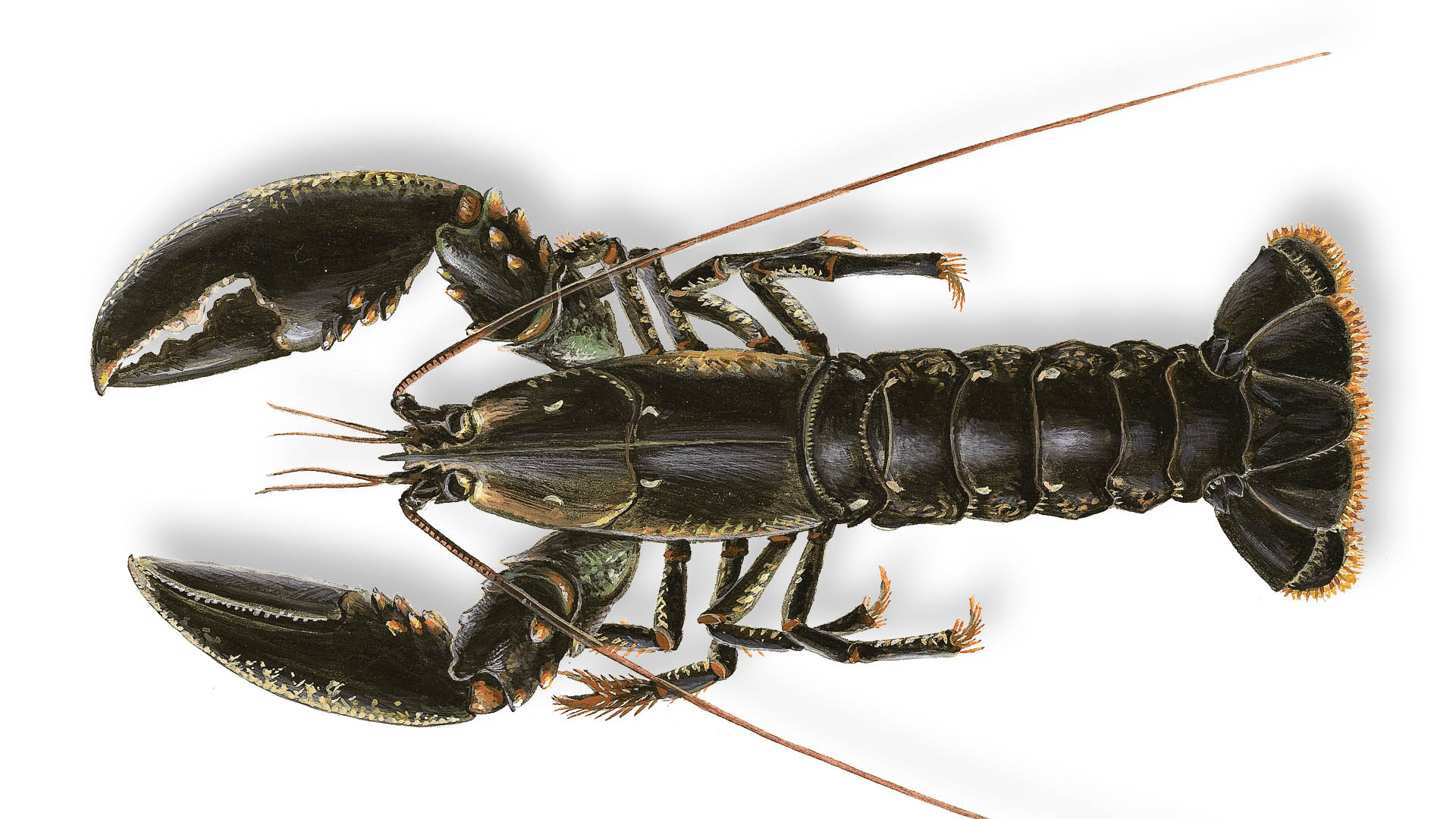 Wie nachhaltig ist Hummer? | Marine Stewardship Council