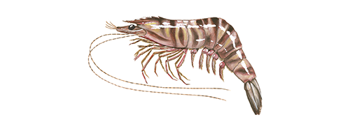 Garnele | Fisch-ABC | Marine Stewardship Council