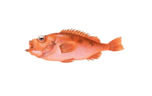 Fisch-ABC | Marine Stewardship Council