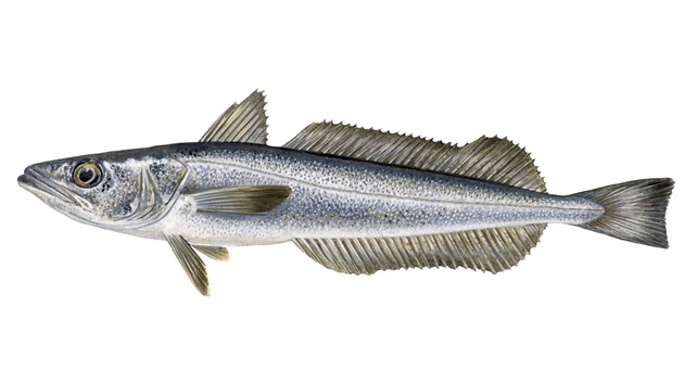 Fisch-ABC | Marine Stewardship Council