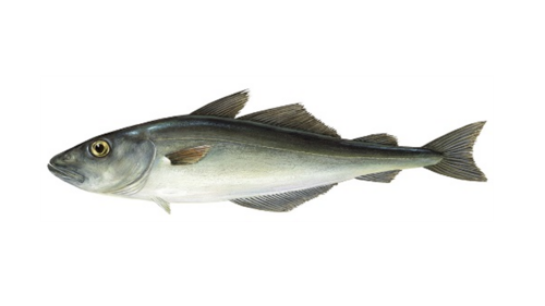 Fisch-ABC | Marine Stewardship Council