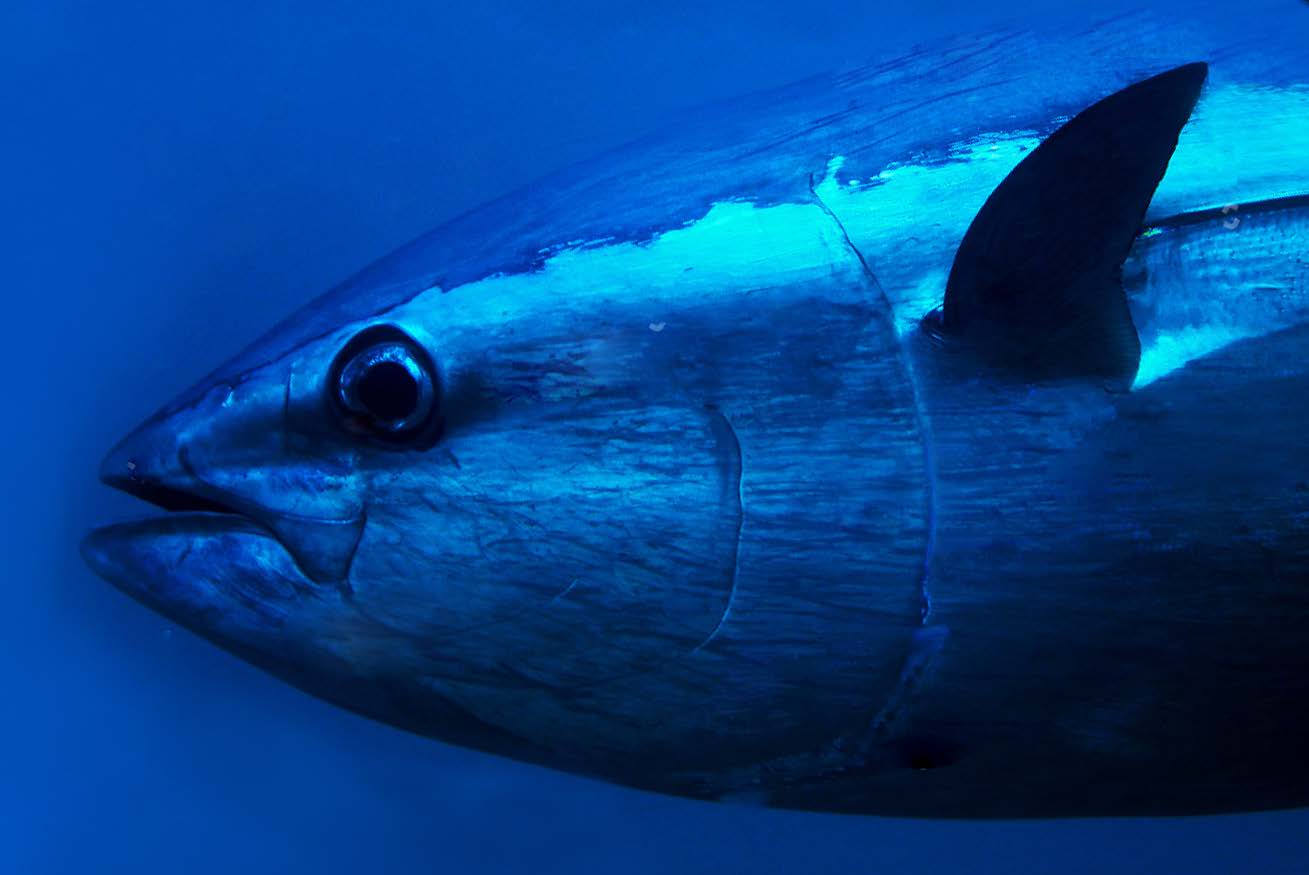 Der MSC Thunfisch-Bericht 2020 | Marine Stewardship Council