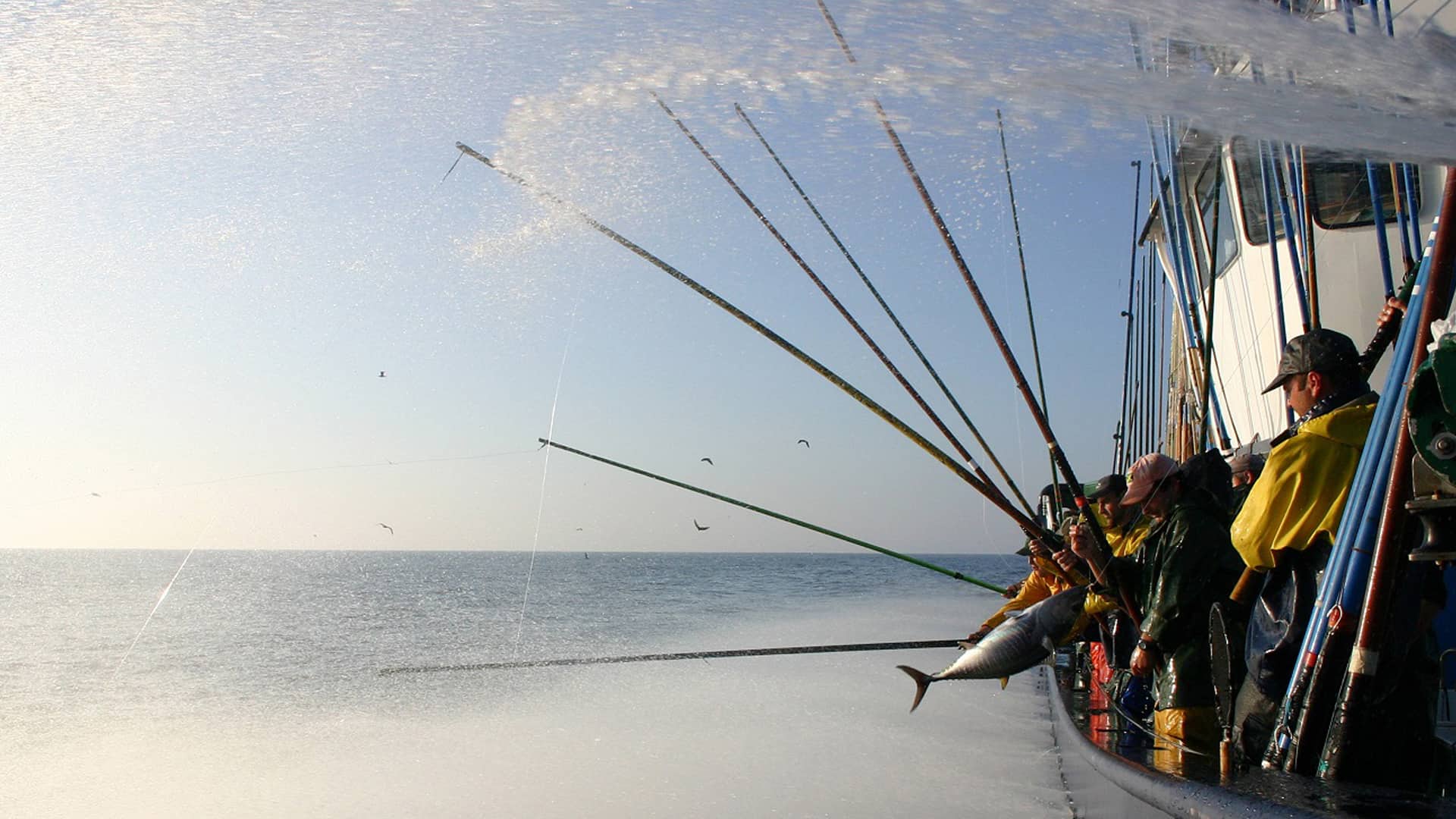 Obtenga la certificación de MSC - Pesquerías | Marine Stewardship Council