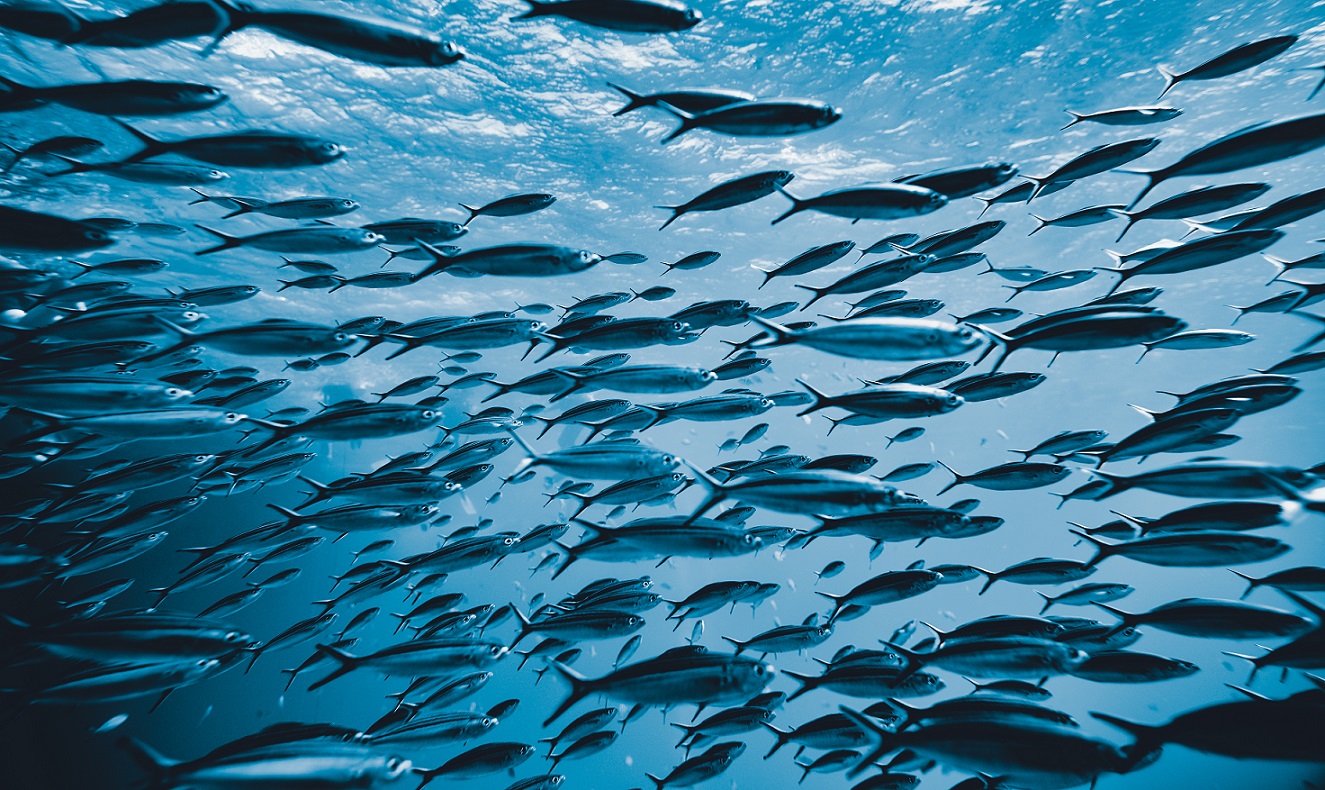 El nuevo Estándar de Pesquerías de Marine Stewardship Council impulsará ...