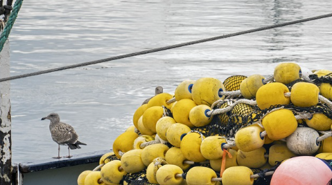 The MSC Fisheries Standard version 3.1 | Marine Stewardship Council