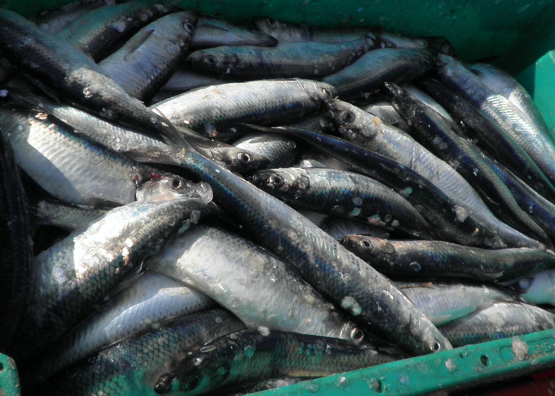 Pêcherie de hareng de Mer du Nord - new | Marine Stewardship Council