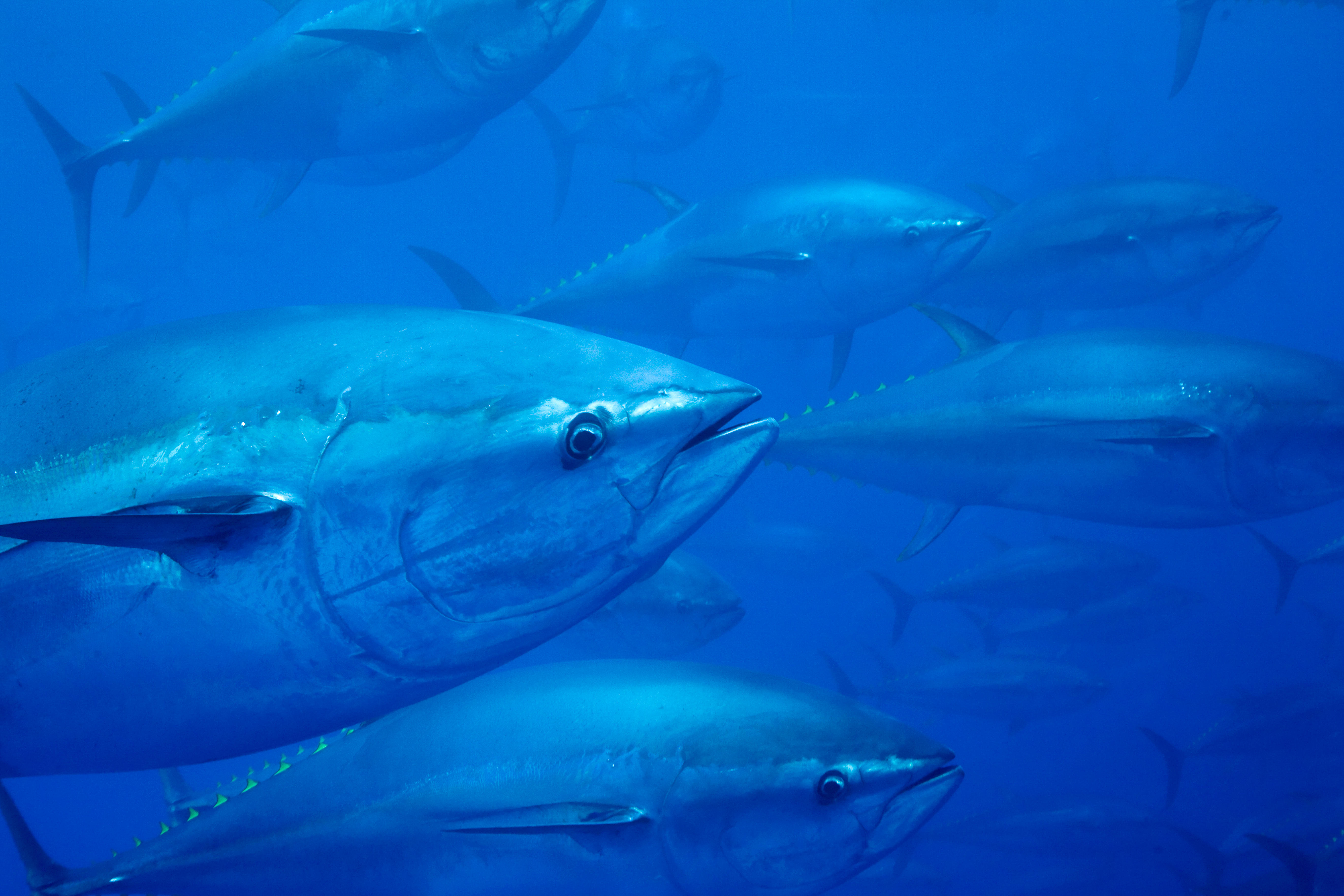 Atlantic tuna commission breakthrough for bluefin should inspire ...