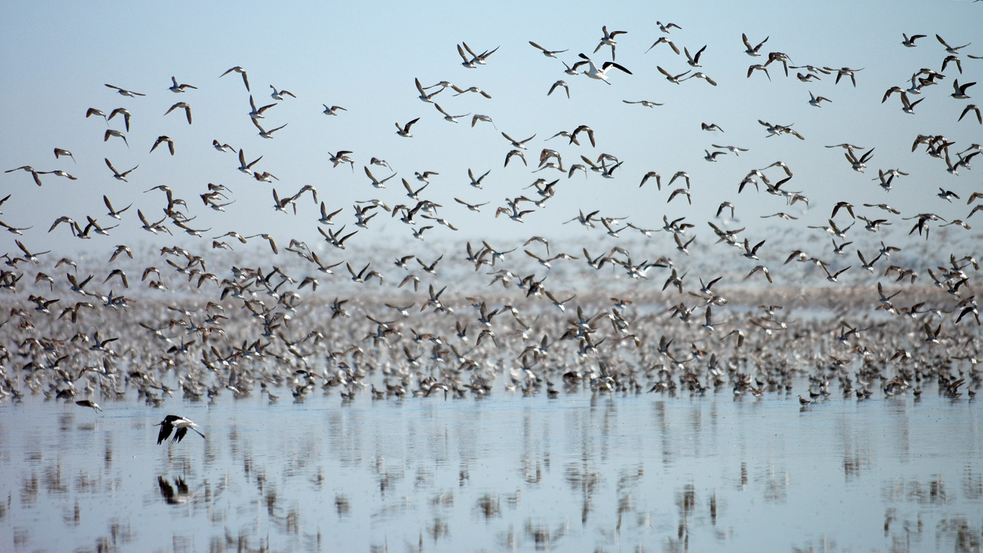 Great Salt Lake Fishery and Bird Migration | Marine Stewardship Council