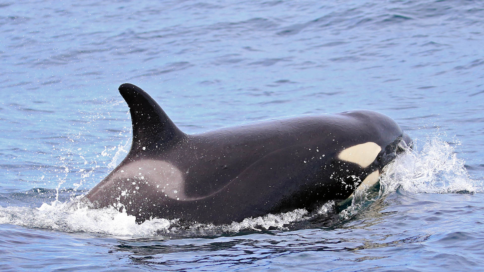 Fishery Investigating Interactions With Orcas and Seals | Marine ...