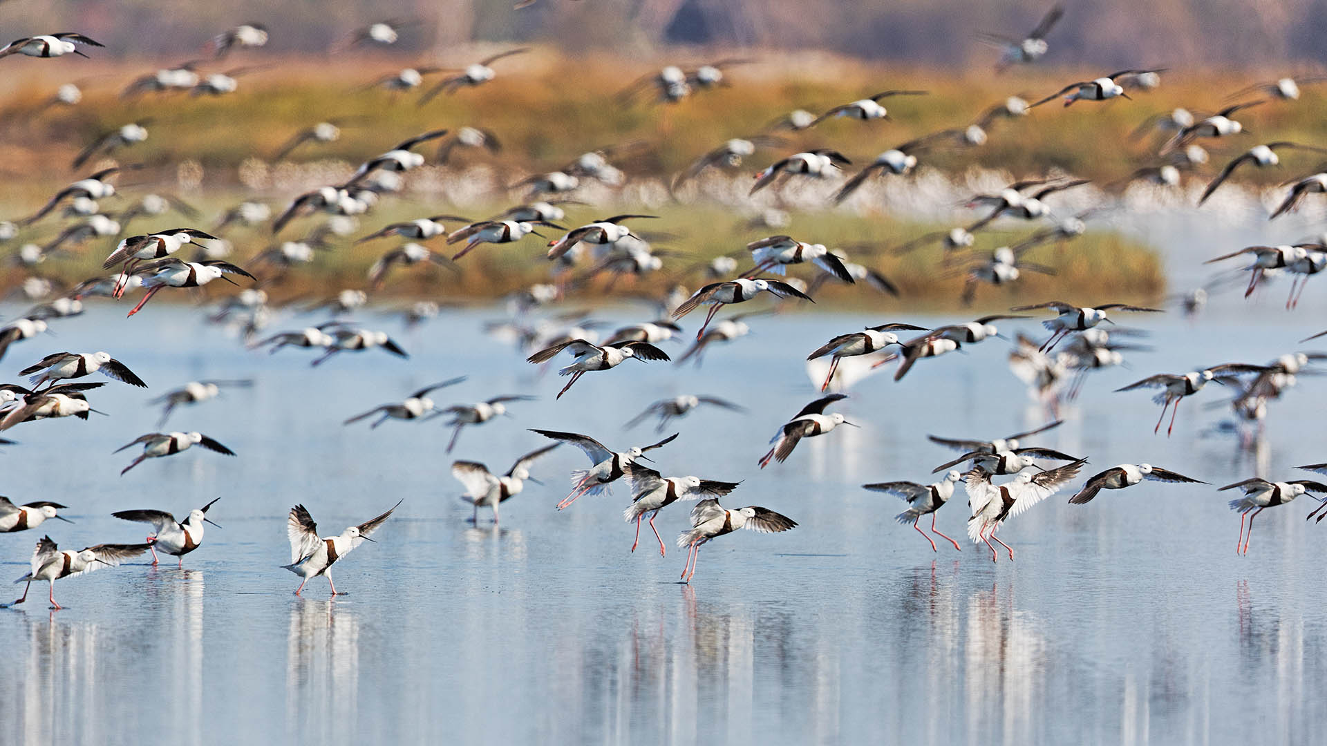 Reducing Fishing Risks to Endangered Australian Shorebirds | Marine ...