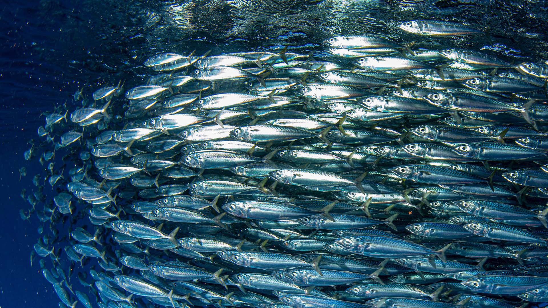 Chair of MSC Board of trustees | Marine Stewardship Council