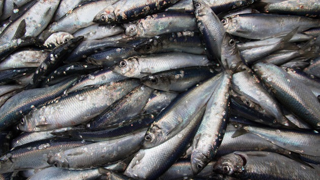 End overfishing | Marine Stewardship Council