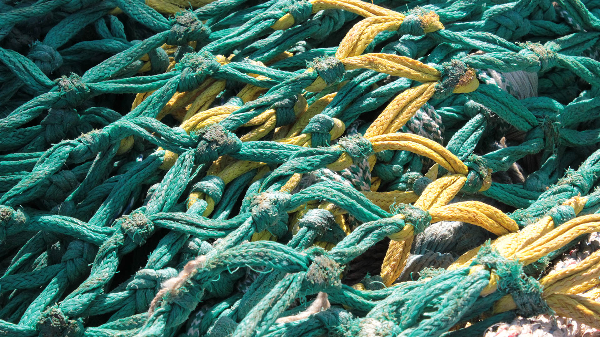 How The MSC Fisheries Standard Works | Marine Stewardship Council