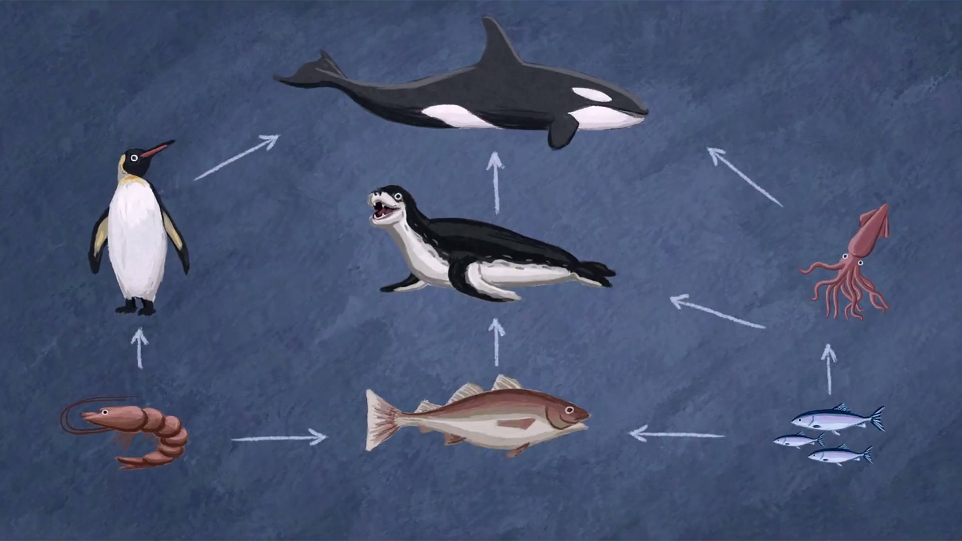 Film and clips | Marine Stewardship Council