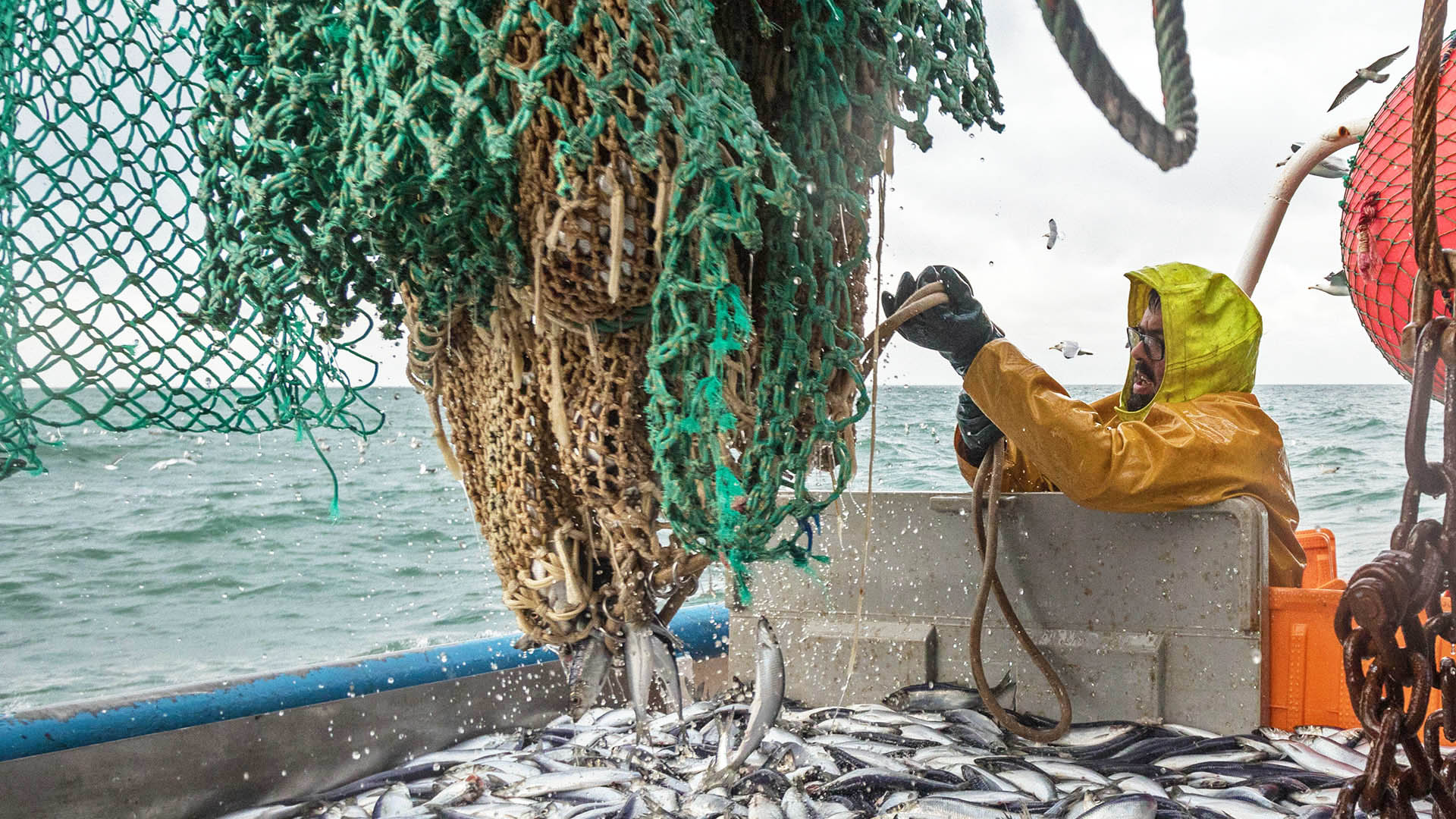 Why get your fishery MSC certified | Marine Stewardship Council