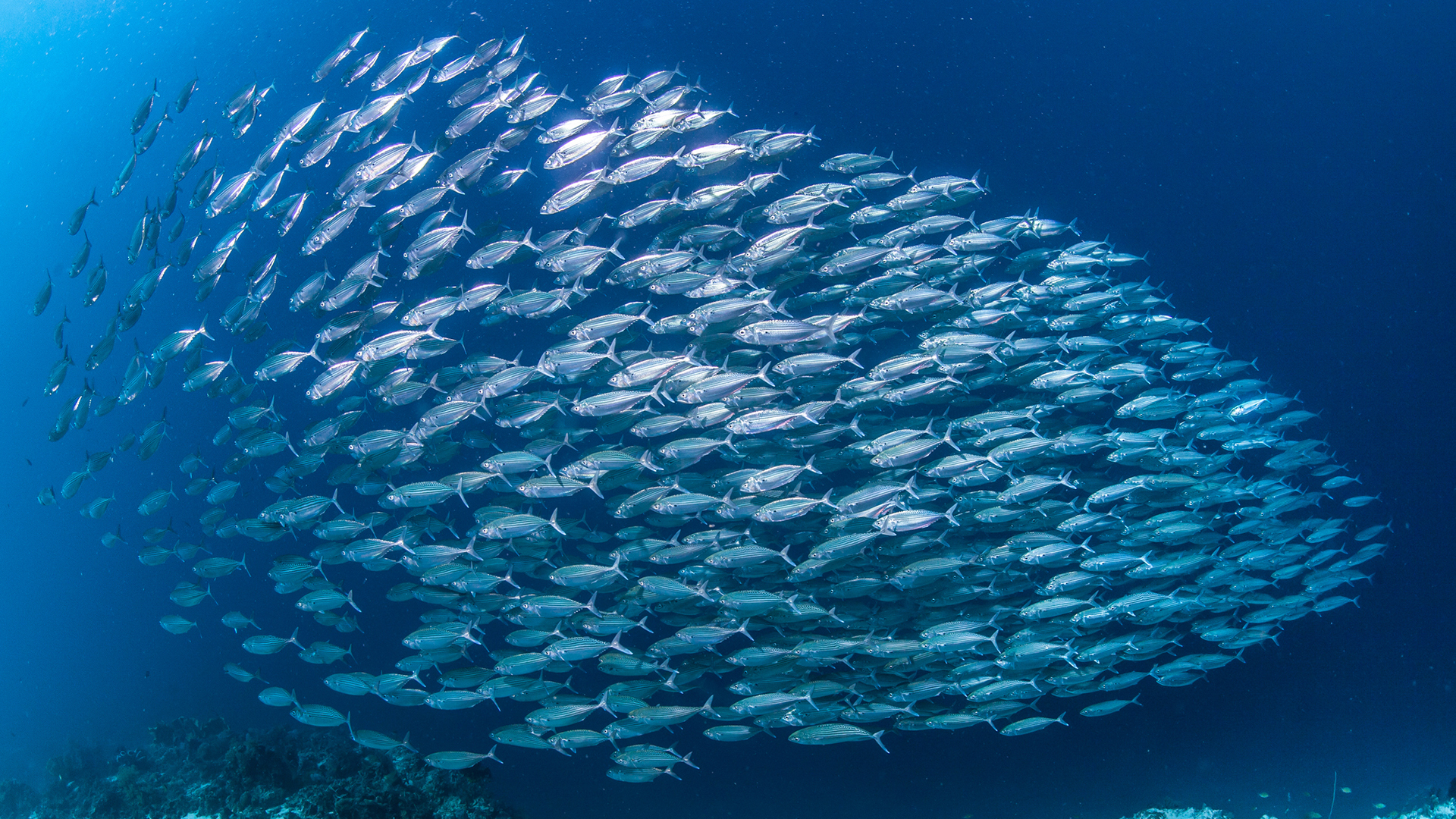 組織概要 | Marine Stewardship Council